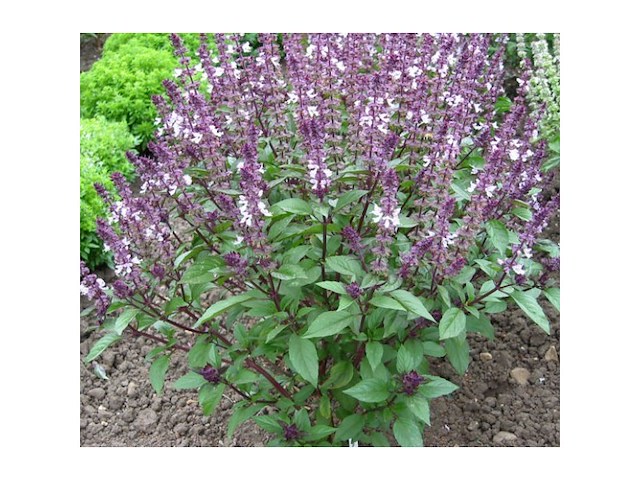 Bosiljak sa mirisom cimeta (1000 semenki) Basil Cinnamo