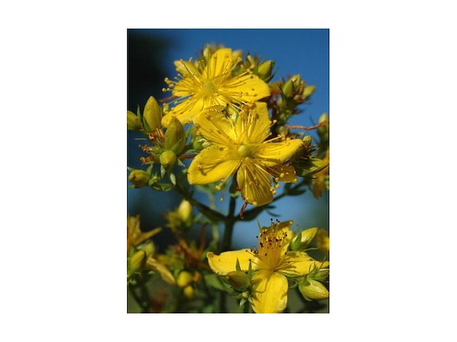 Kantarion - Hypericum Perforatum (1000 semenki)