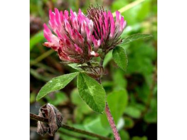Lucerka - Medicago sativa (10.000 semena) 70 gr.
