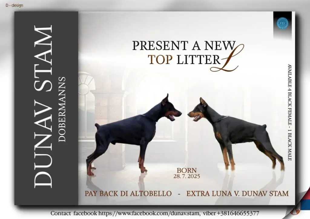 Doberman prelepi stenci