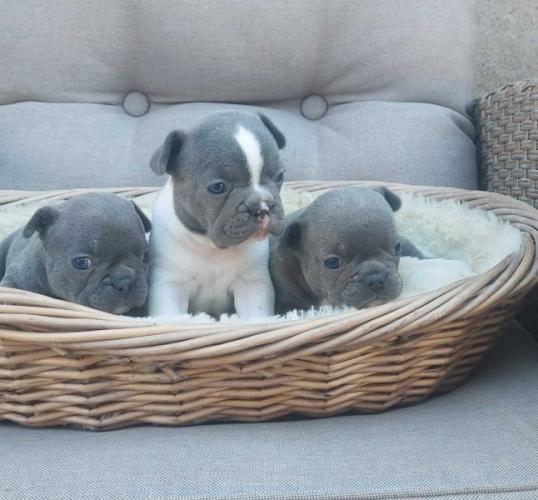 Francuski buldog štenci egzotične plave boje
Kruševac