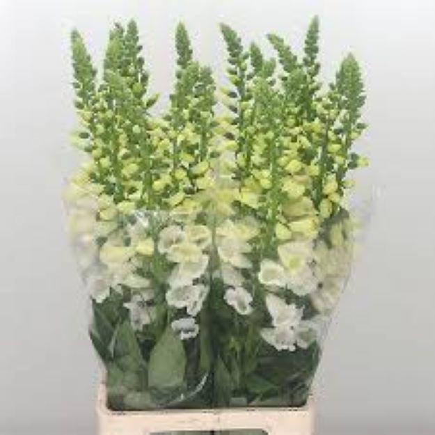 Digitalis pu camero white 65cm