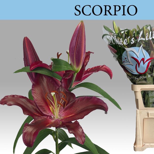 Li Or Scorpio
