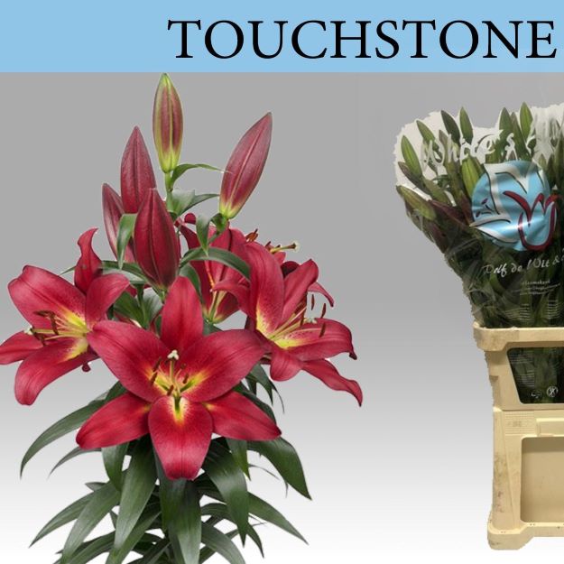 Li Ot Touchstone