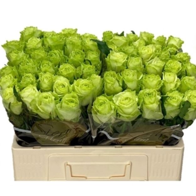 R Gr Green Generation 50cm
