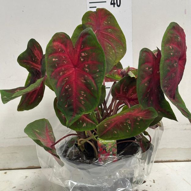Caladium Fast Flash 40cm