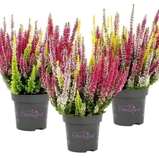 Calluna vulgaris Beauty Ladies mix