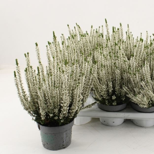 Calluna vulgaris Garden Girls