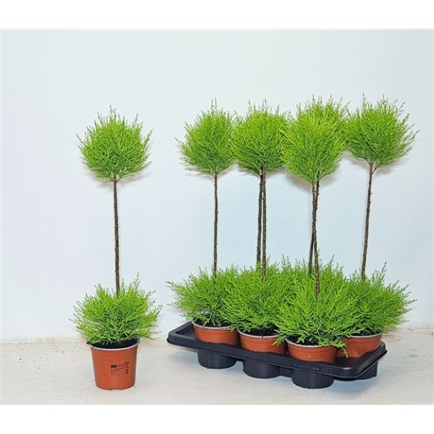 Cupressus macrocarpa Goldcrest Wilma 65cm