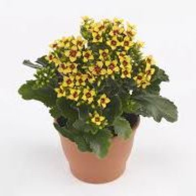 Kalanchoe bl Tiger mixed