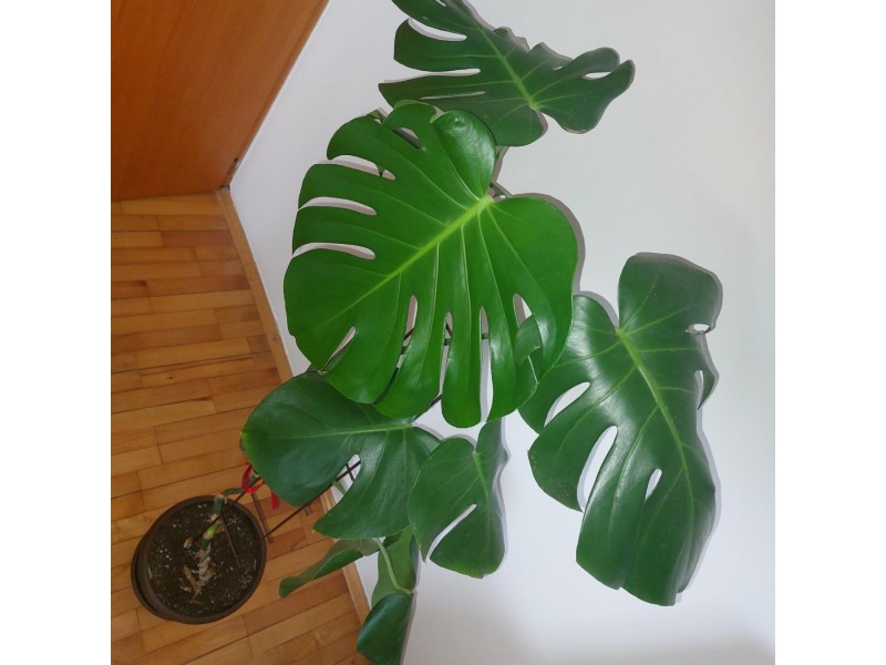 filadendron