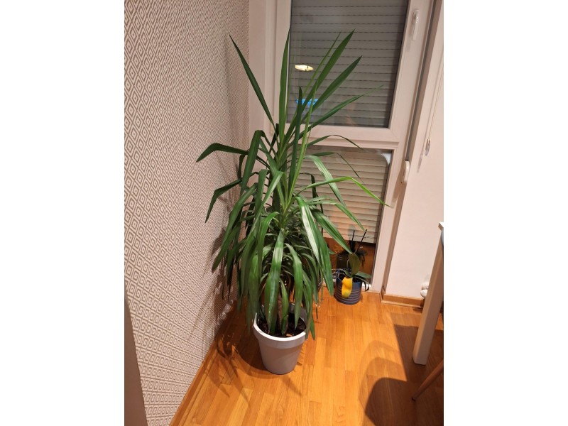 Dracena