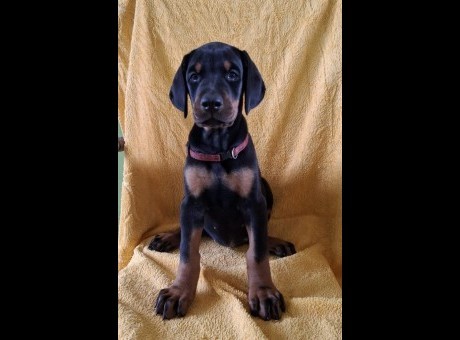 Doberman prelepi stenci