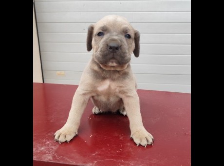 Cane Corso