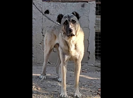 Turski Kangal, mužjak