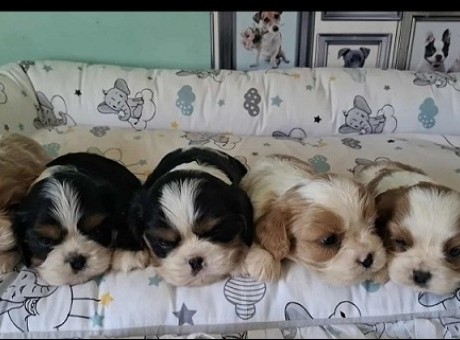Cavalier King Charles štenci