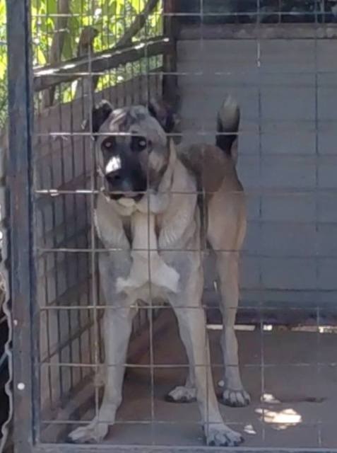 Turski Kangal, mužjak