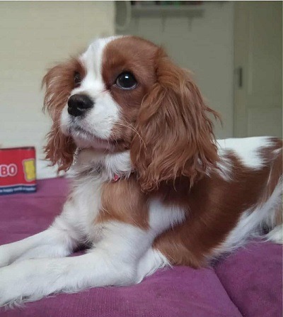 Cavalier King Charles štenci