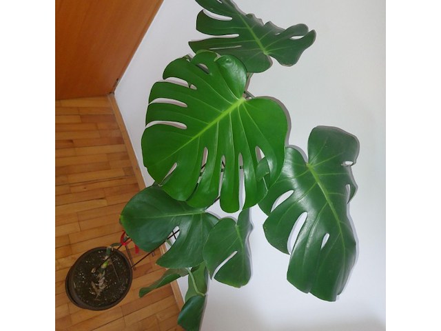 filadendron