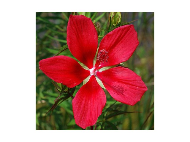 Močvarni hibiscus Crveni - Coccineus red