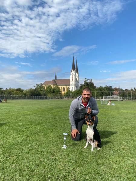 Basenji, mužjak za parenje