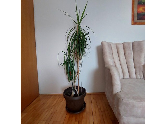 velika dracena