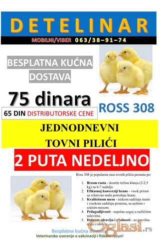 Jednodnevni tovni pilici (ROSS 308)