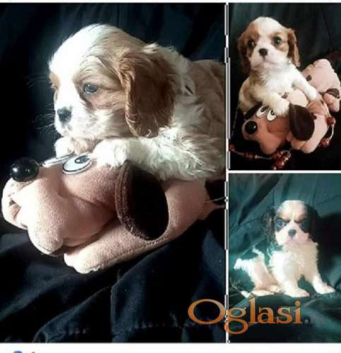 Cavalier King Charles štenci