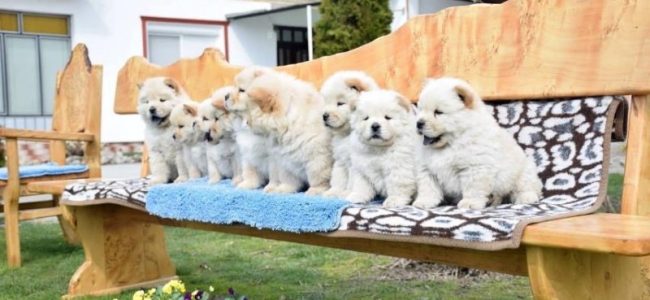 Chow chow-cau cau