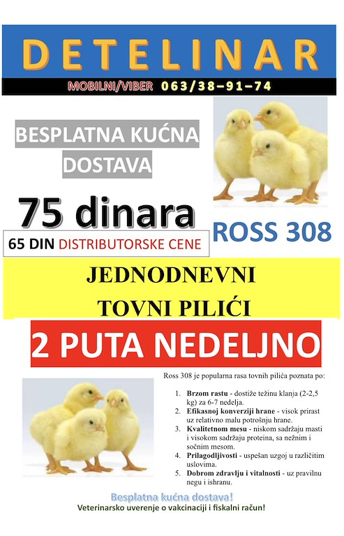 Tovni pilici jednodnevni