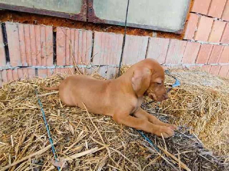 Kratkodlaka Mađarska Vižla, štenci