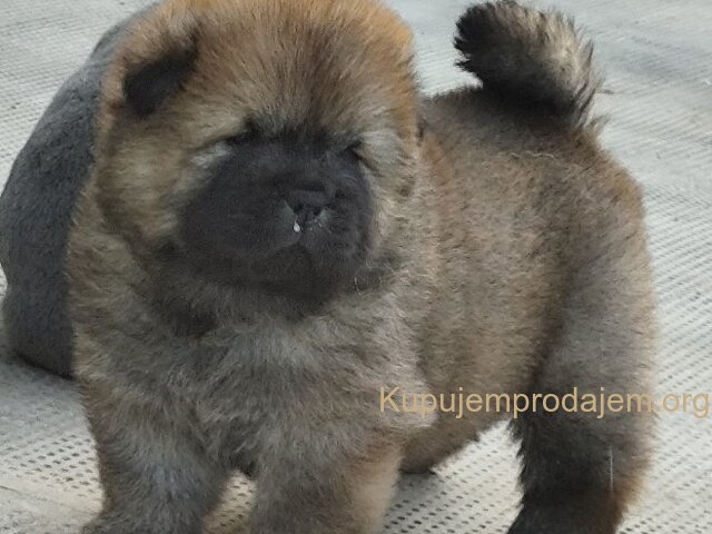 Chow Chow muško