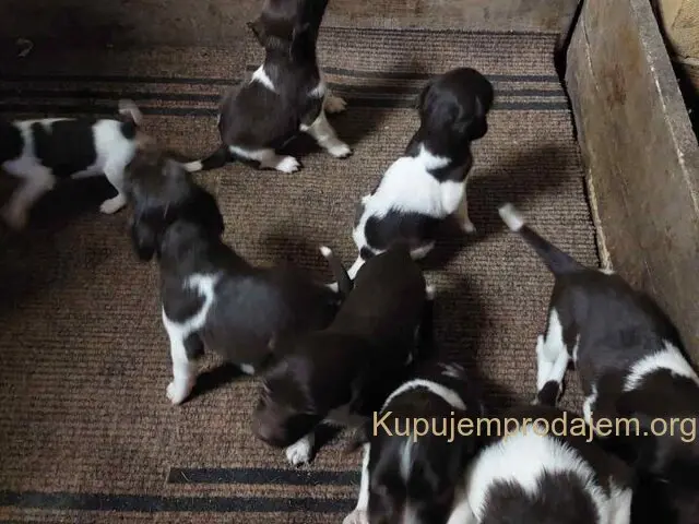 Na prodaju štenci rase Mini Minsterlender