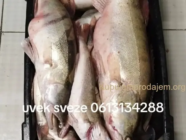Prodajem svezu ribu