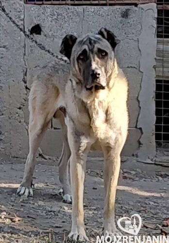 Turski Kangal, mužjak