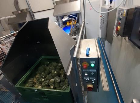 Mašina za sečenje, pranje i blanširanje povrća i voća Steam washing line WMO900 Verified seller