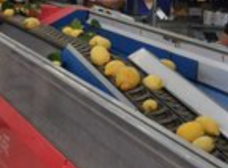 AVETA APPLES LINIJA PRED OCJENjIVANjA Verified seller