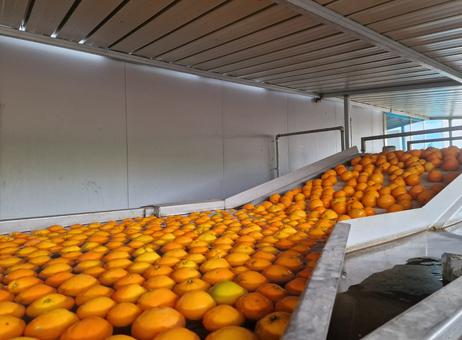 SAMMO Citrus linija Verified seller