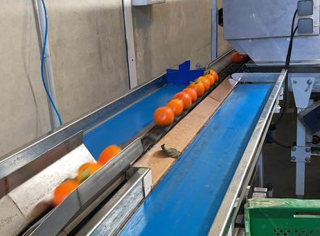 TECNOFRUTA LEVANTE LINE GRADER Verified seller