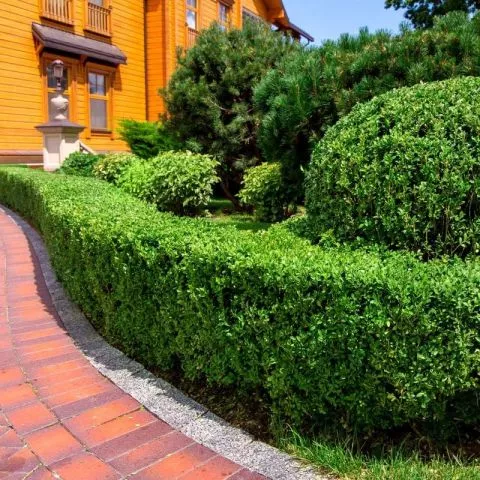 ŽIVA OGRADA - 6 SADNICA