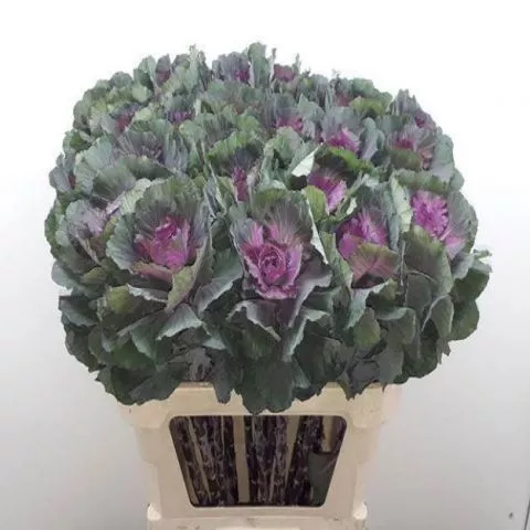 ELEGANCE BRASSICA