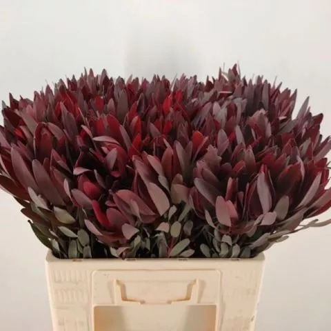 ZELENILO LEUCADEN 35 CM