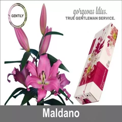 Maldano Ljiljan Oriental