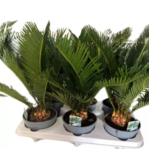 CYCAS REVOLUTA - Cikas palma