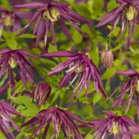 PUZAVICA KLEMATIS OKTOPOD