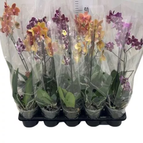 PHALAENOPSIS MULTIFLORA 2 STEM