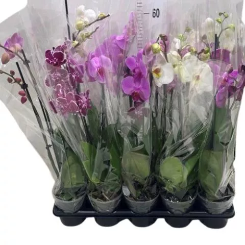 PHALAENOPSIS GEMENGD 1 TAK