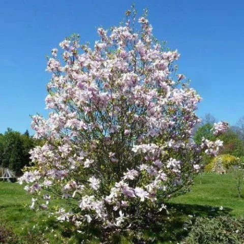 MAGNOLIJA PINKI