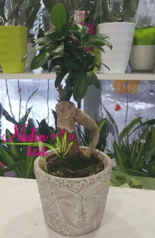 FIKUS GINSENG