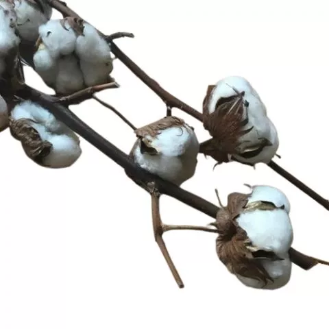 GOSSYPIUM DEKORATIVNE GRANE PAMUKA